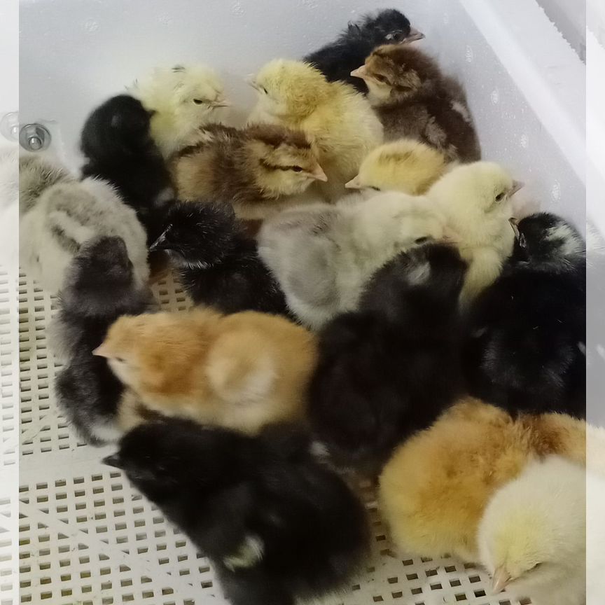 Цыплята Несушеки и Голошейка