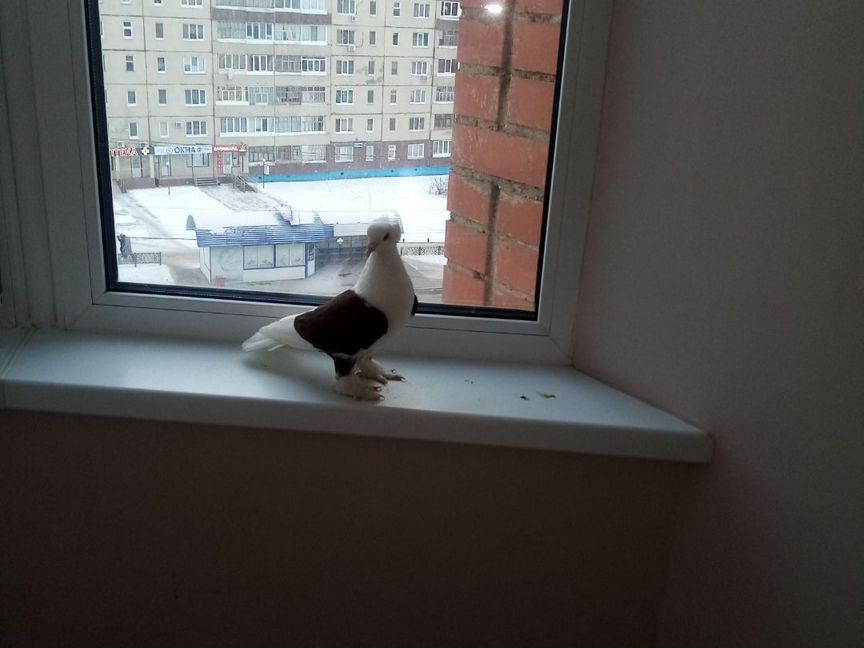 Голубь домашний