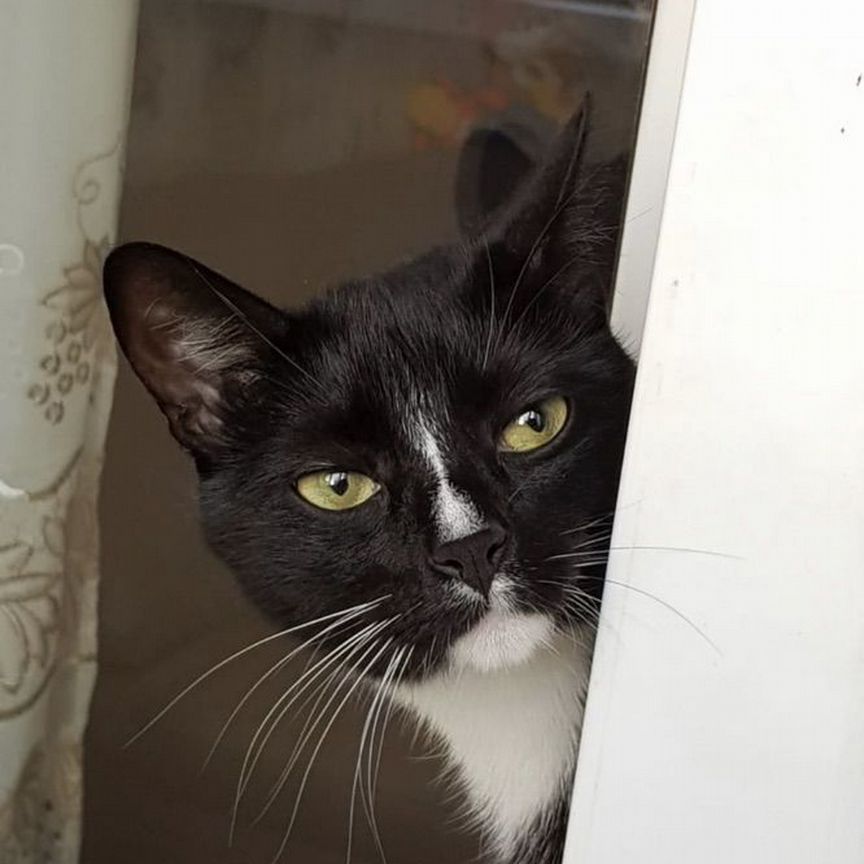 Антонио ищет дом