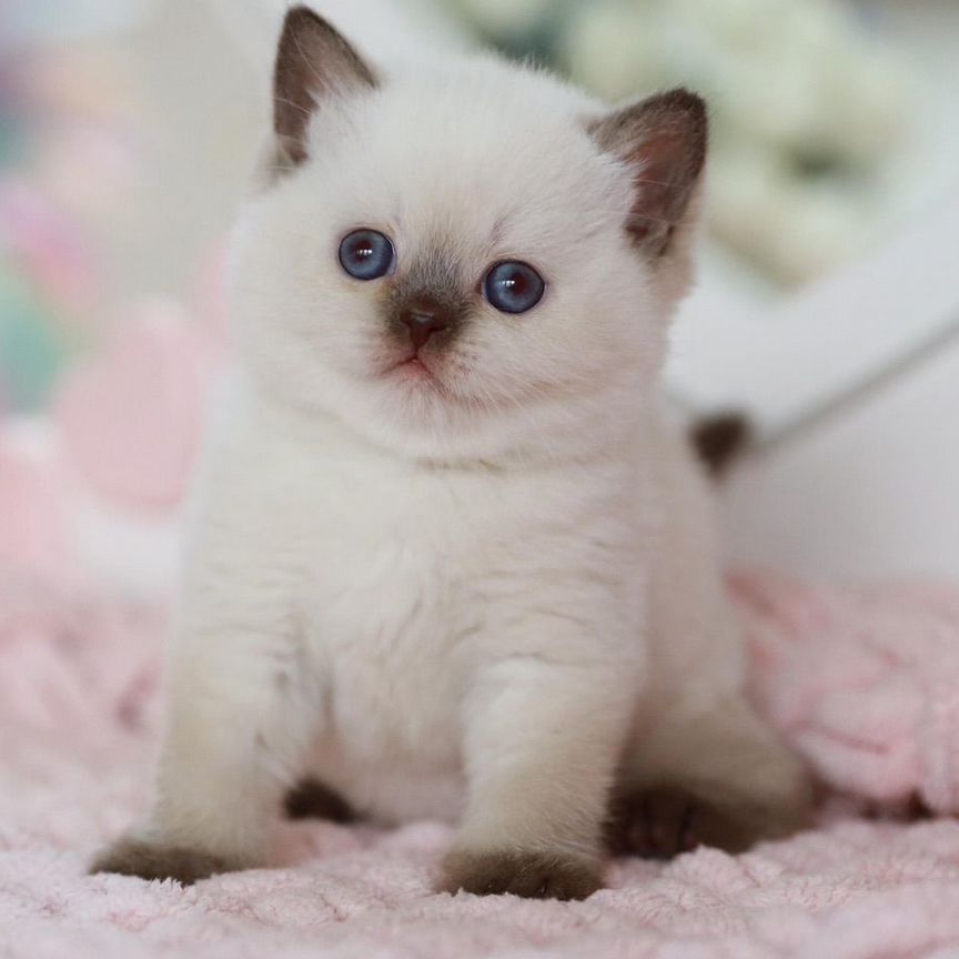 Британский короткошёрстный котёнок