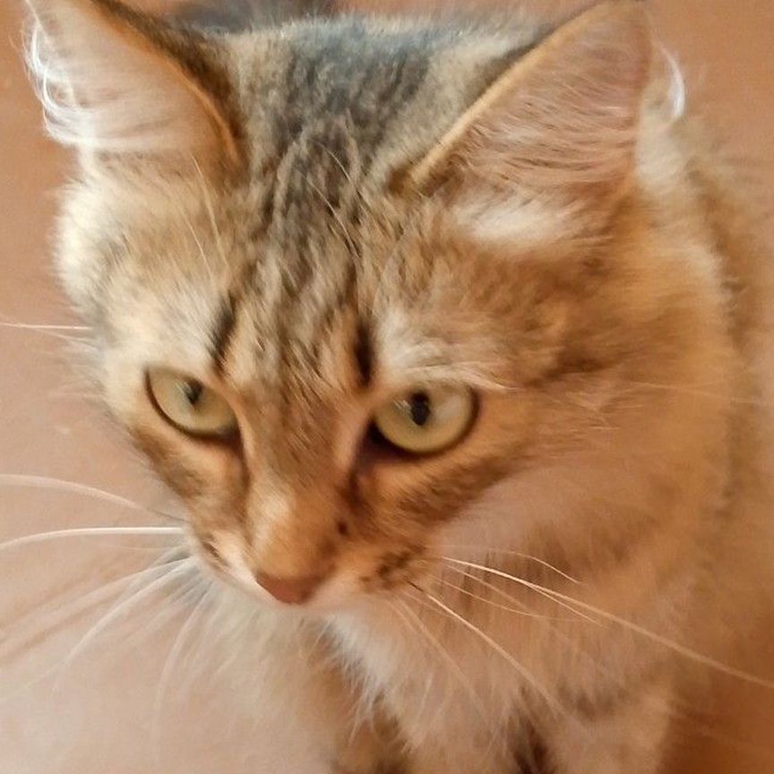 Отдам кошку,порода сибирская кошка добрая,ласк