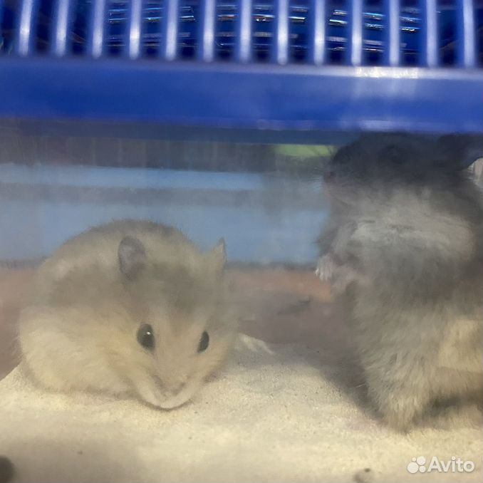 Джунгарские хомячки в ответственный и добрые руки