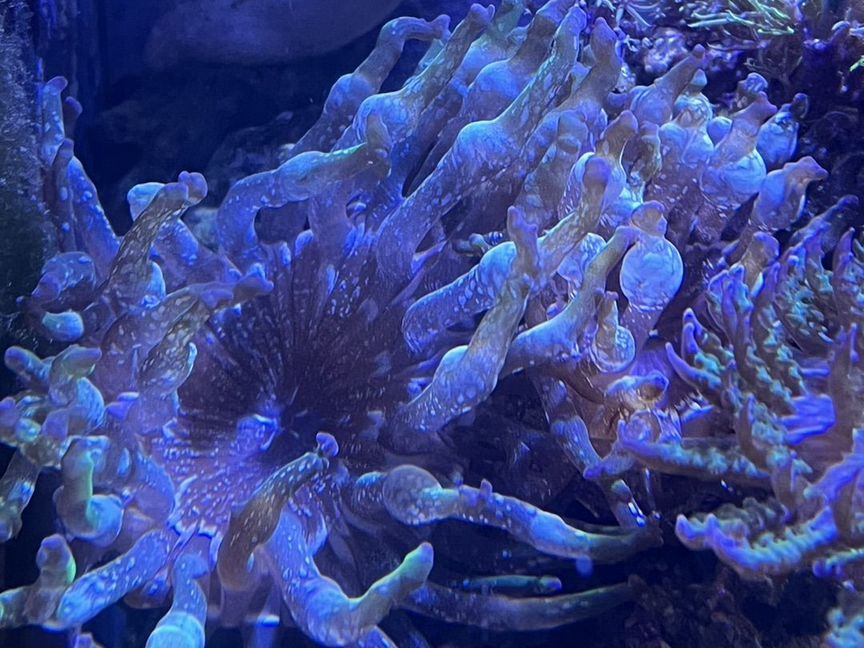 Коралл актиния пузырчатая зеленая