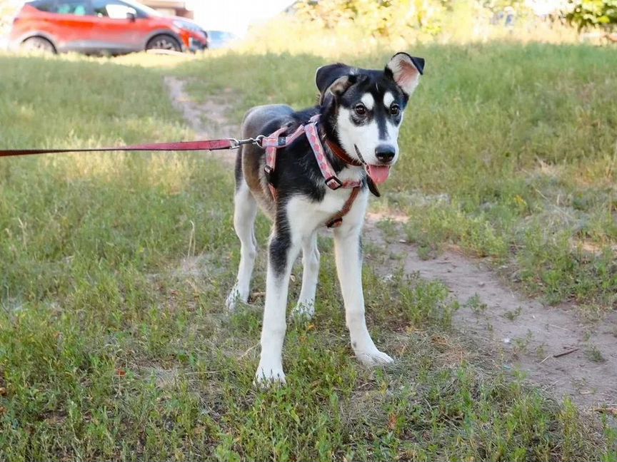 Щенок ждет хозяев