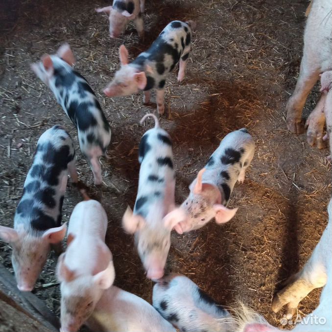 Продам поросят