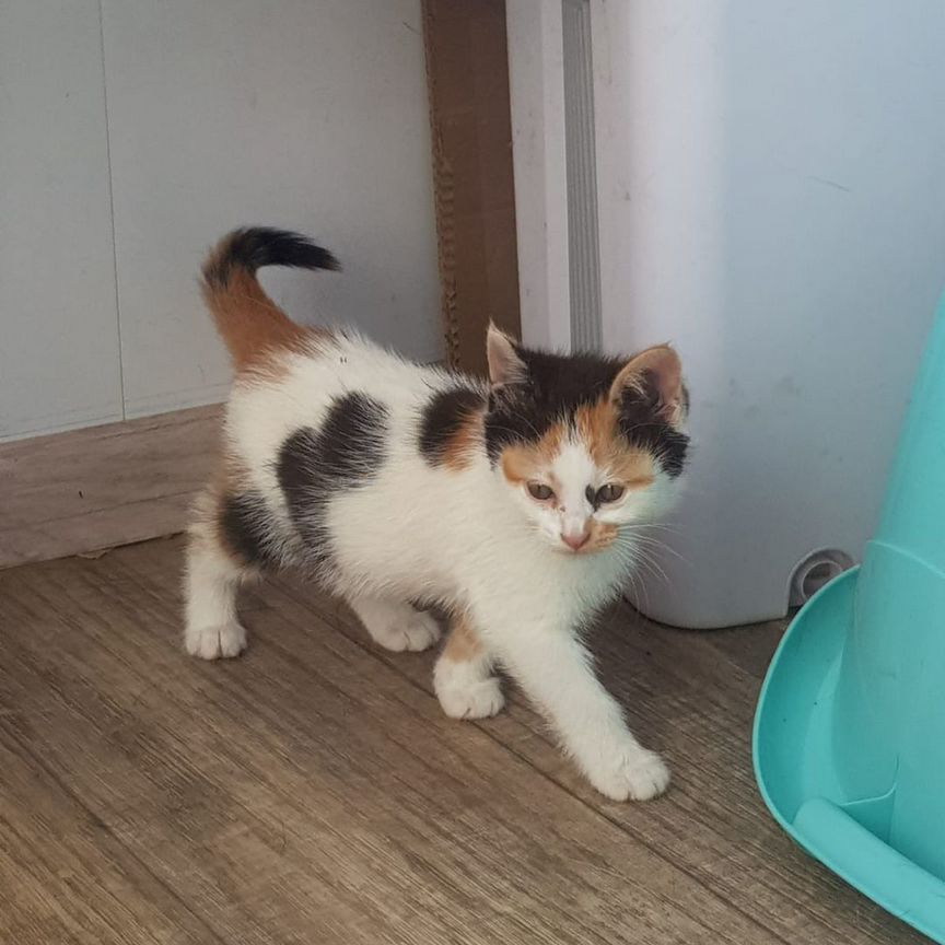 Котенок трехцветка девочка