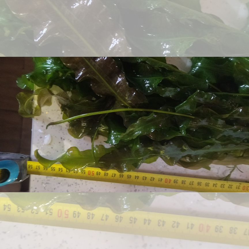 Апоногетон живородящий