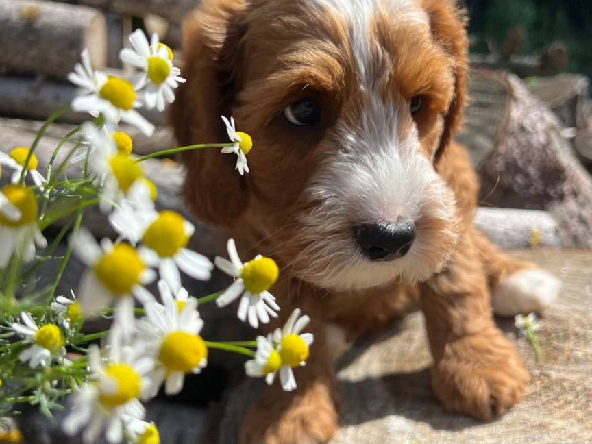Лабрадудль - Лабрадудель - Labradoodle - Питомник