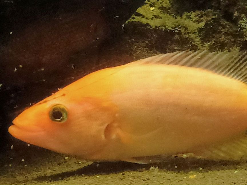 Петения сплендида красная (Petenia Splendida Red)