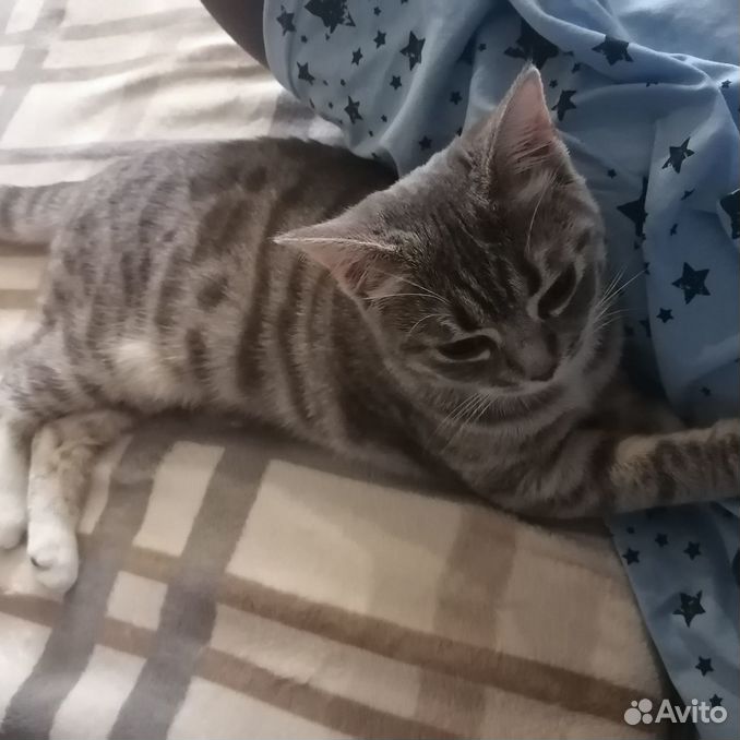 Отдам в добрые руки кошку метиска Британца