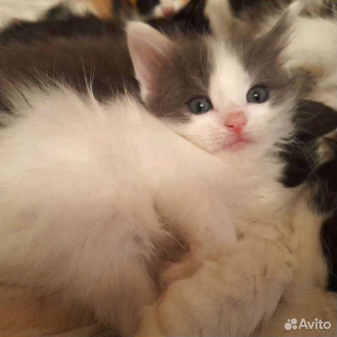 Милли Монро котенок (три цвета)