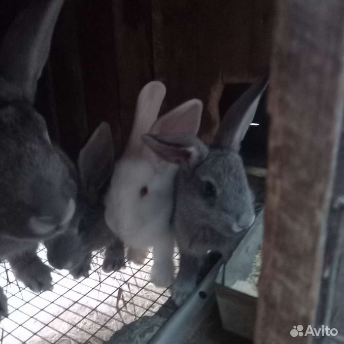 Месечные крольчата