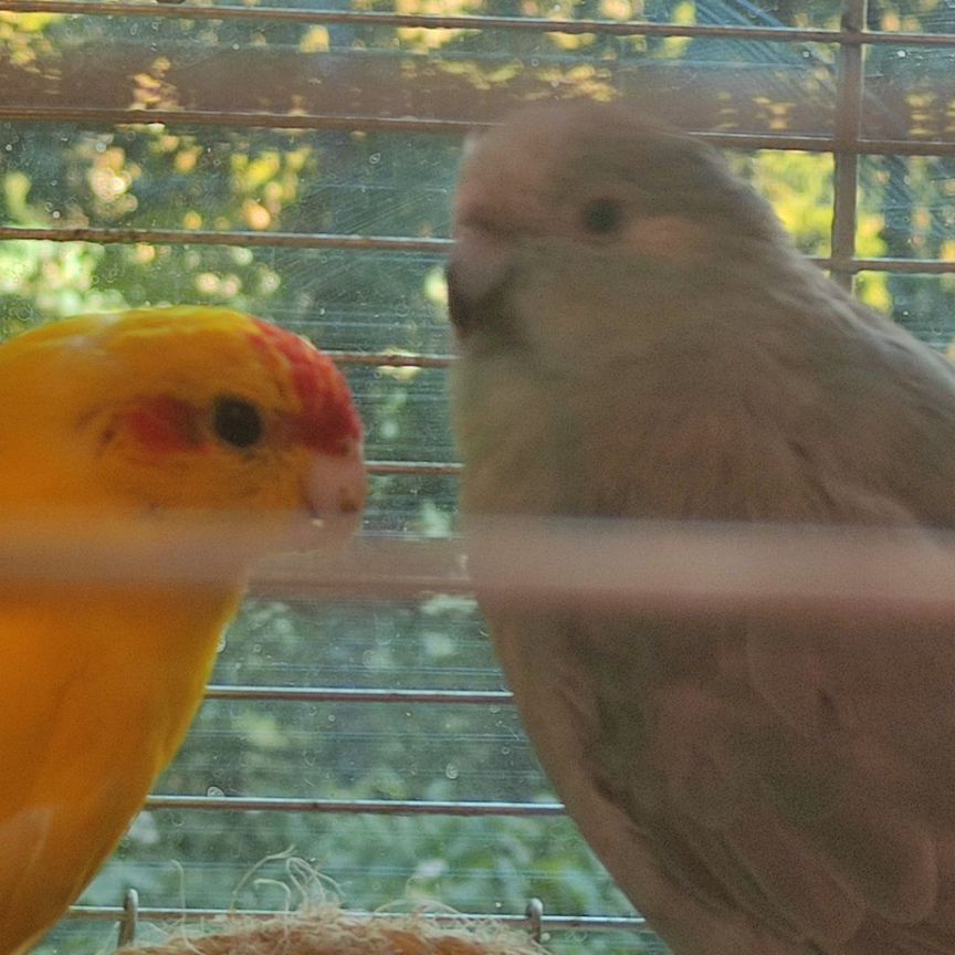 Попугаи какарики