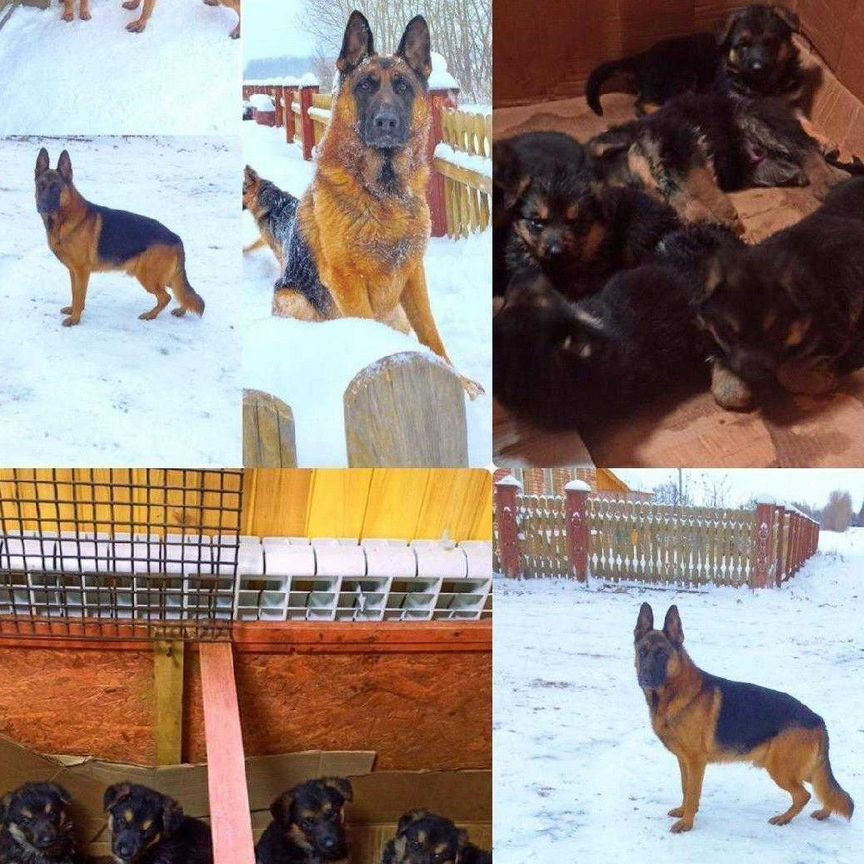 Щенки Породистые немцы