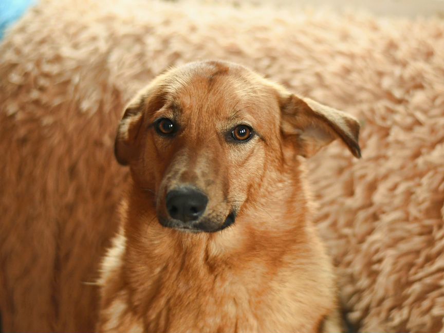 Собака Стеша ждет семью в приюте