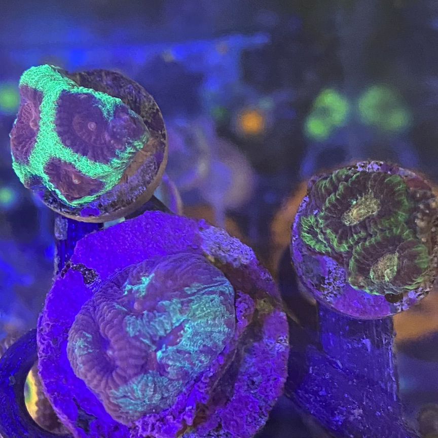 Живые морские кораллы из своего аквариума