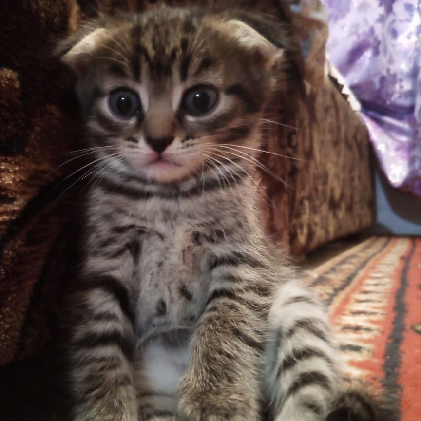 Вислоухая кошечка