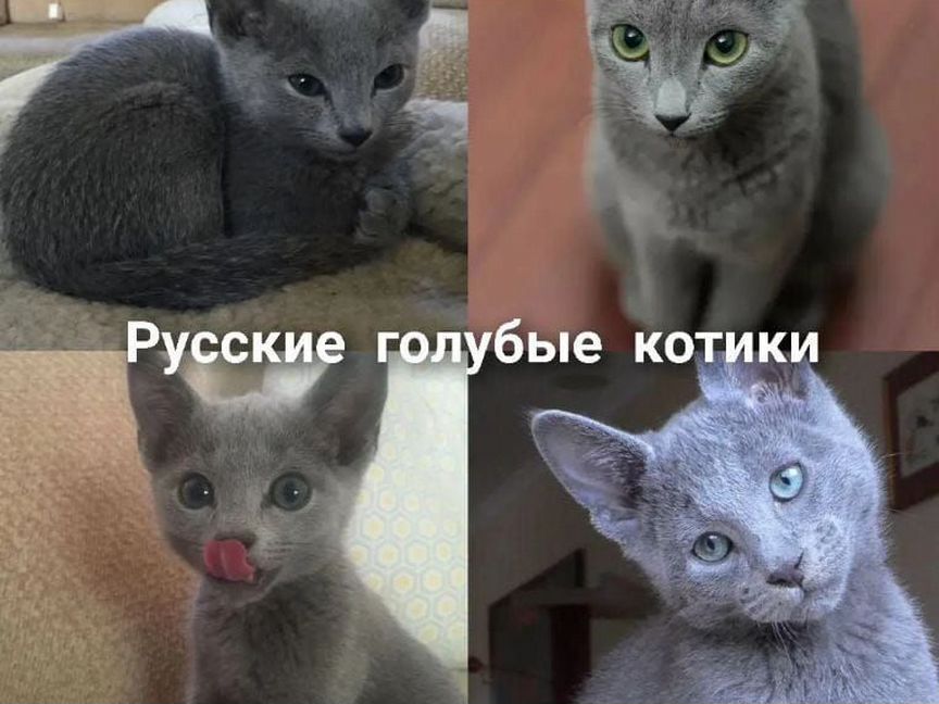 Мальчик русско голубая