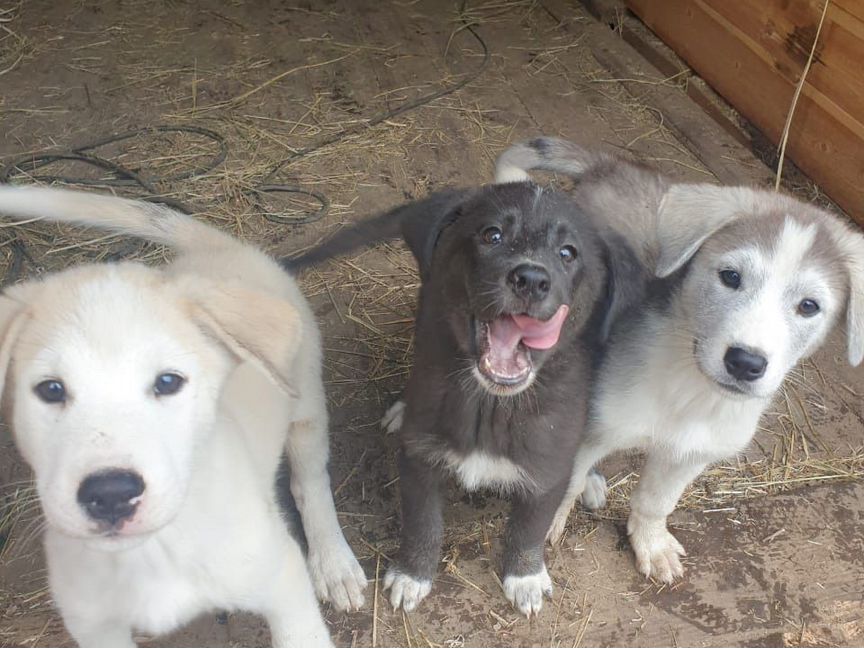 Щенки хаски алабай