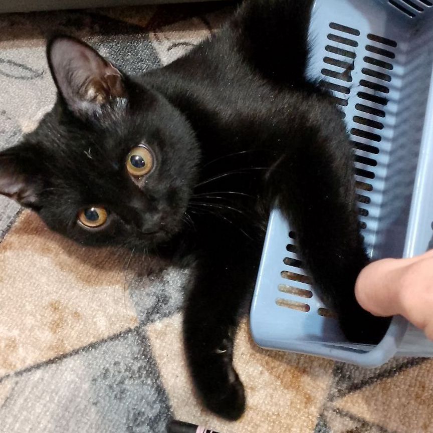 Котёнок в добрые руки