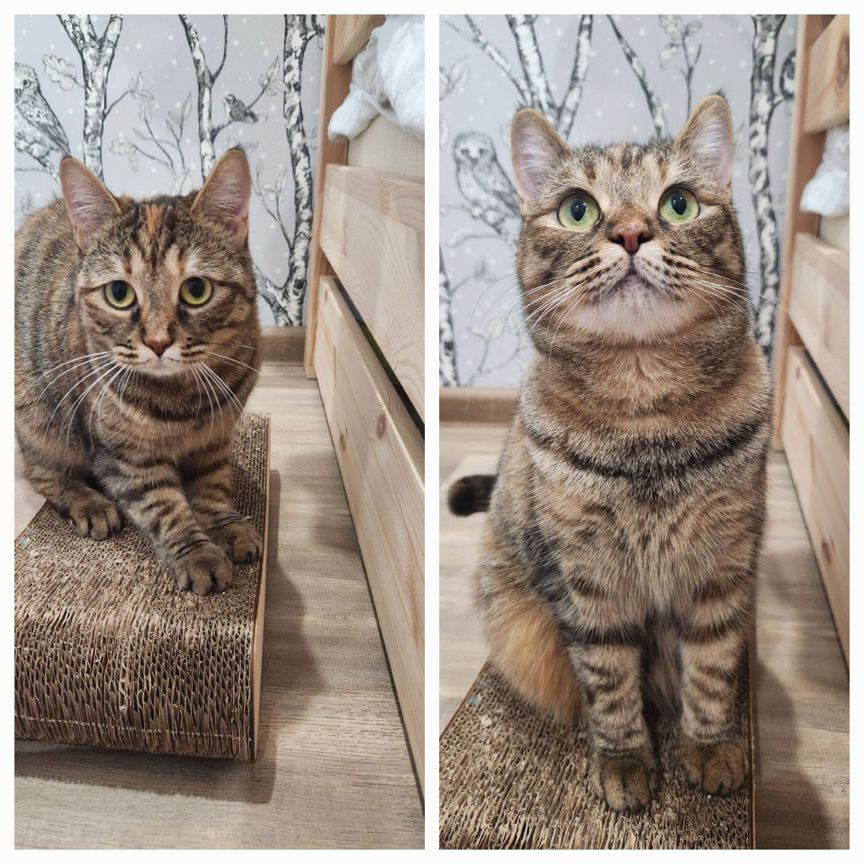 Кошечка в дар
