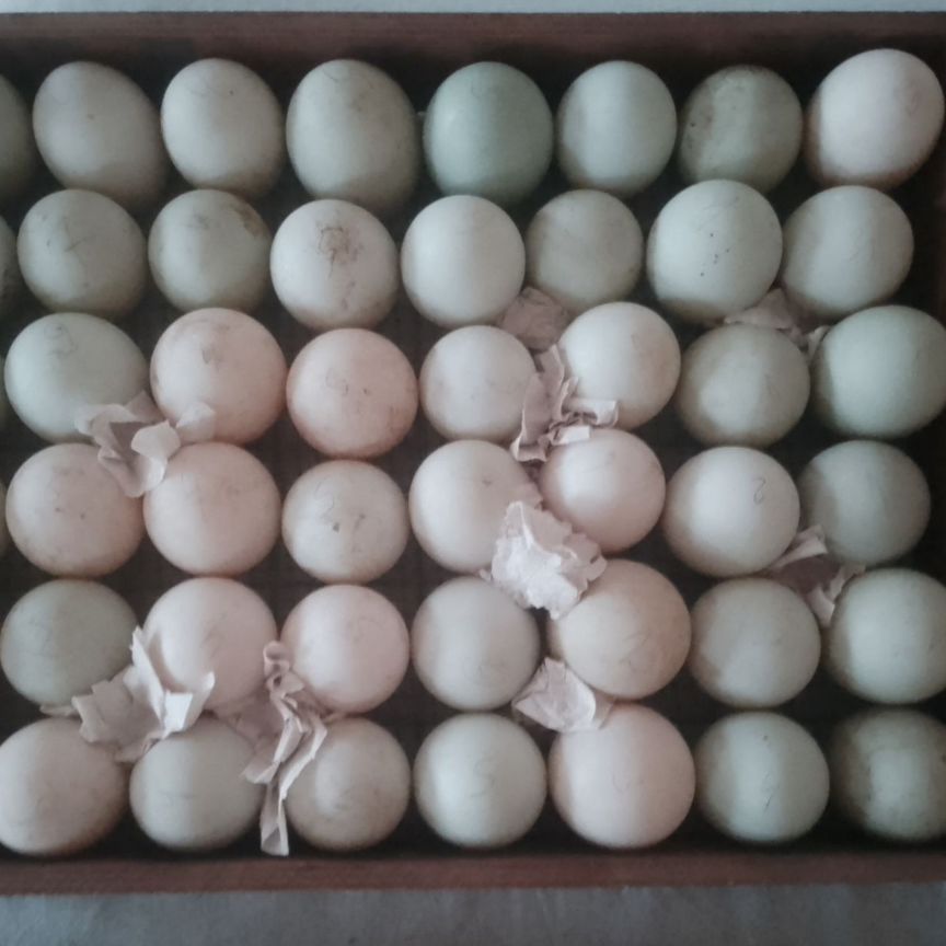 Инкубационное яйцо уток индийский бегунок