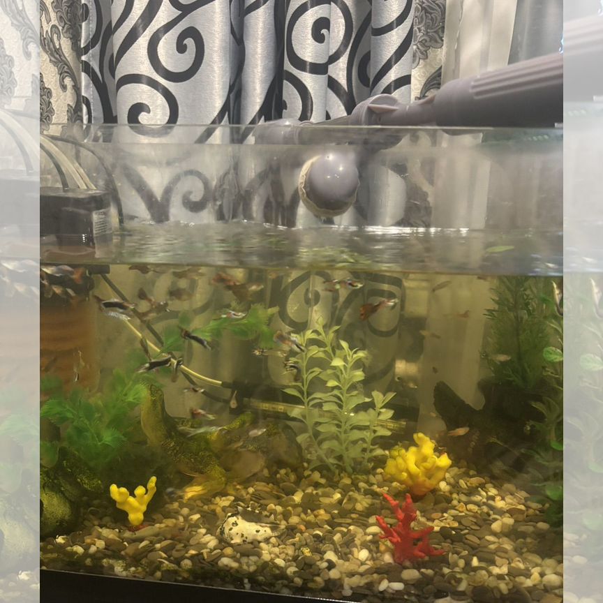 Аквариум с рыбками