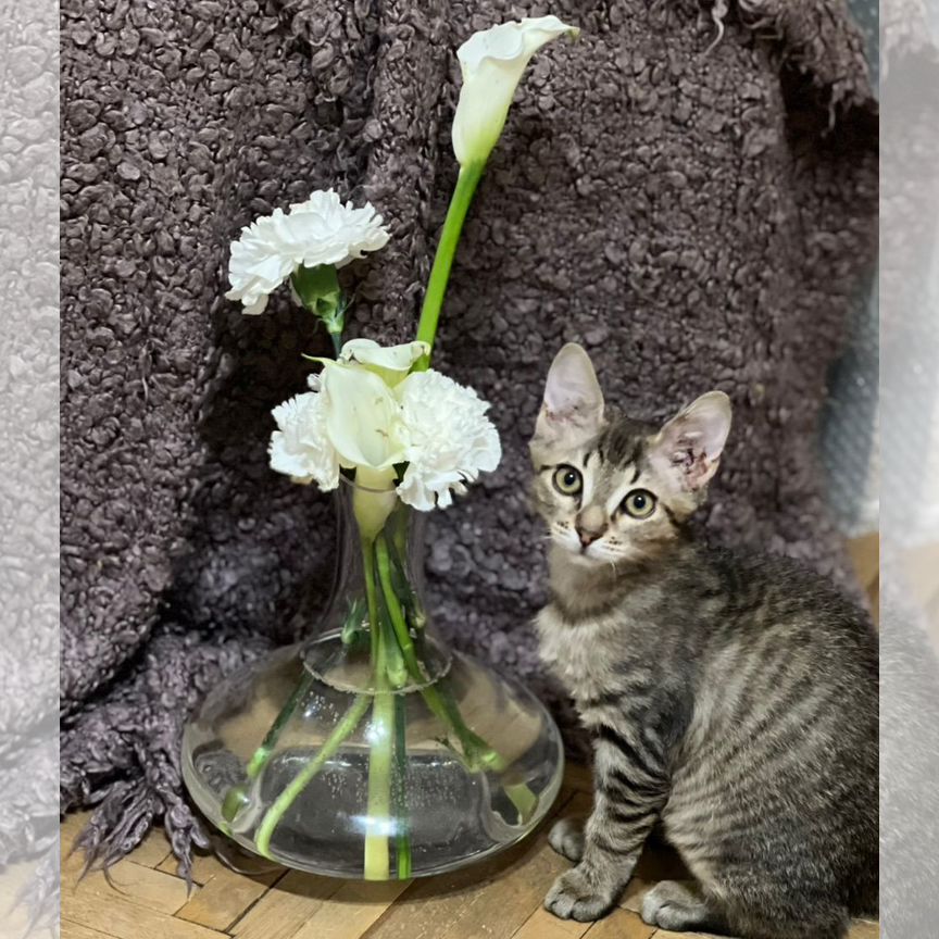 Котёнок в добрые руки