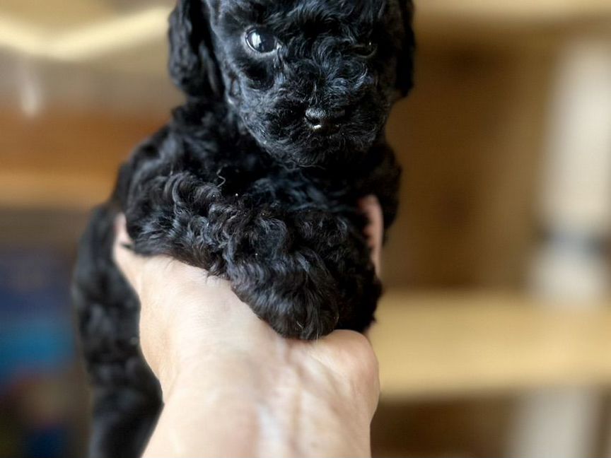 Тикап пудель