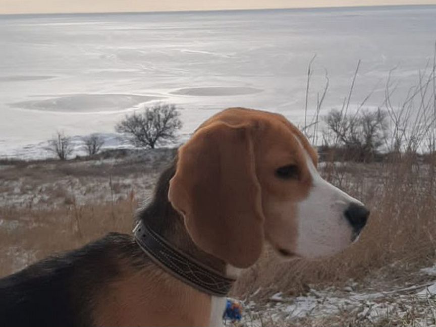 В хорошие и добрые руки