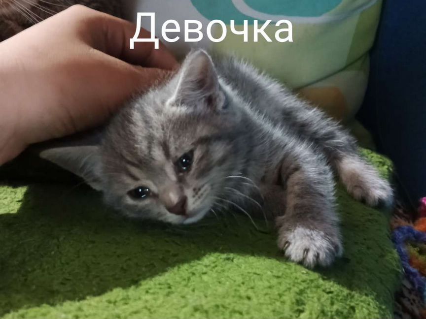 Котята
