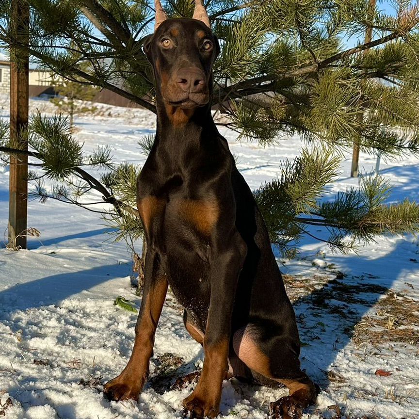 Щенки добермана из питомника