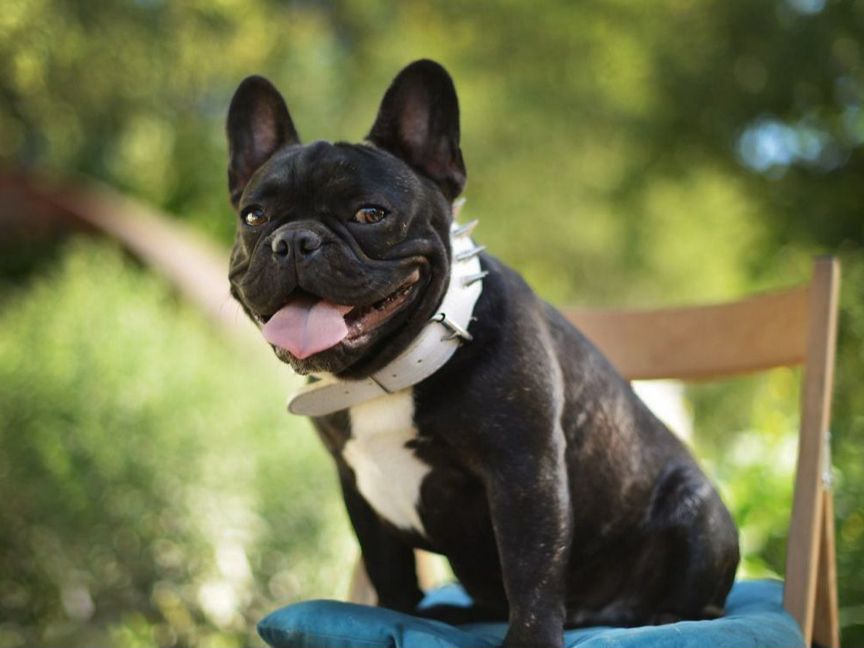 Французский бульдог