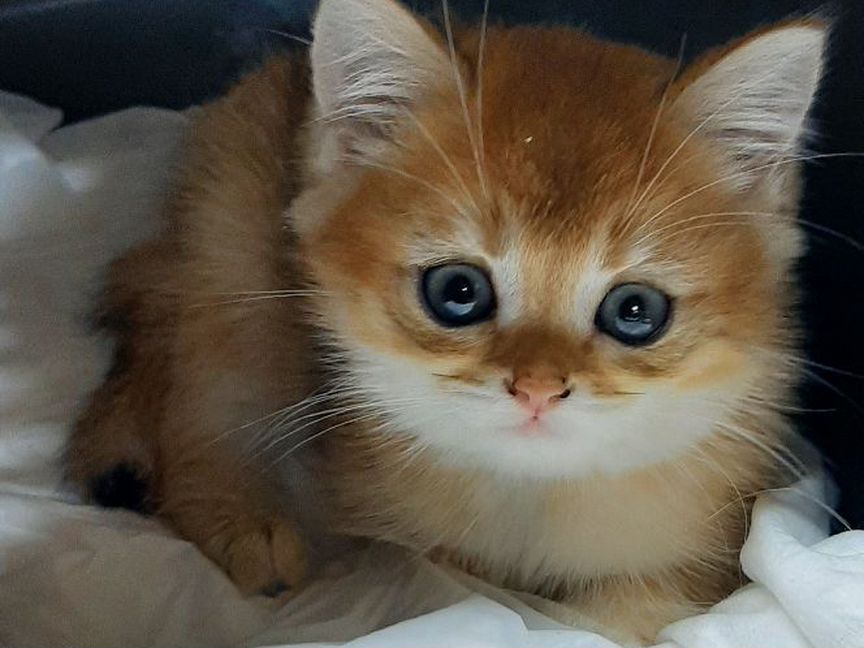 Британские котята золотая шиншилла