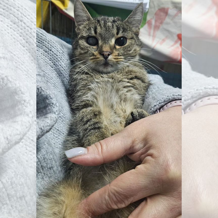 Взрослая кошка в добрые руки