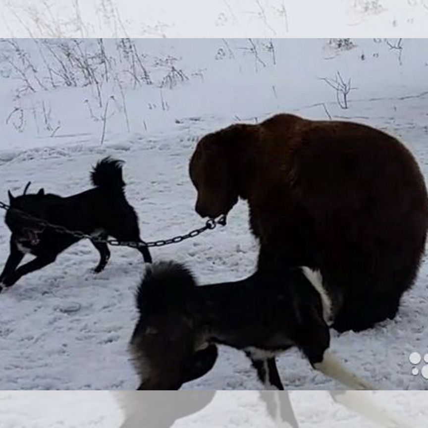 Щенки Восточно сибирской лайки