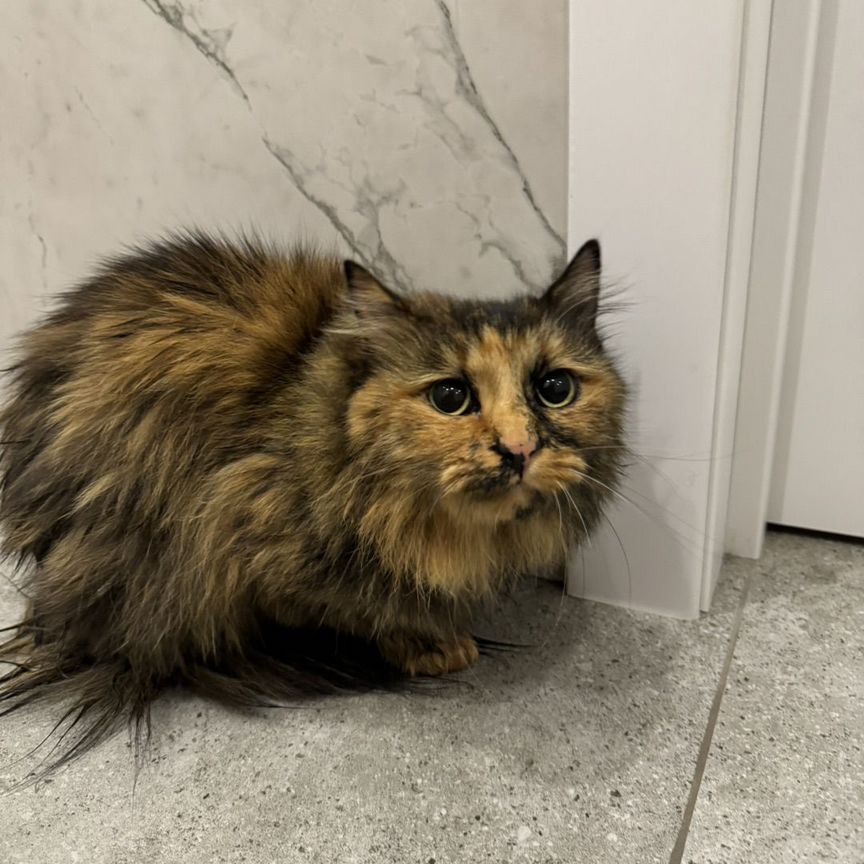 Отдадим кошку в добрые руки