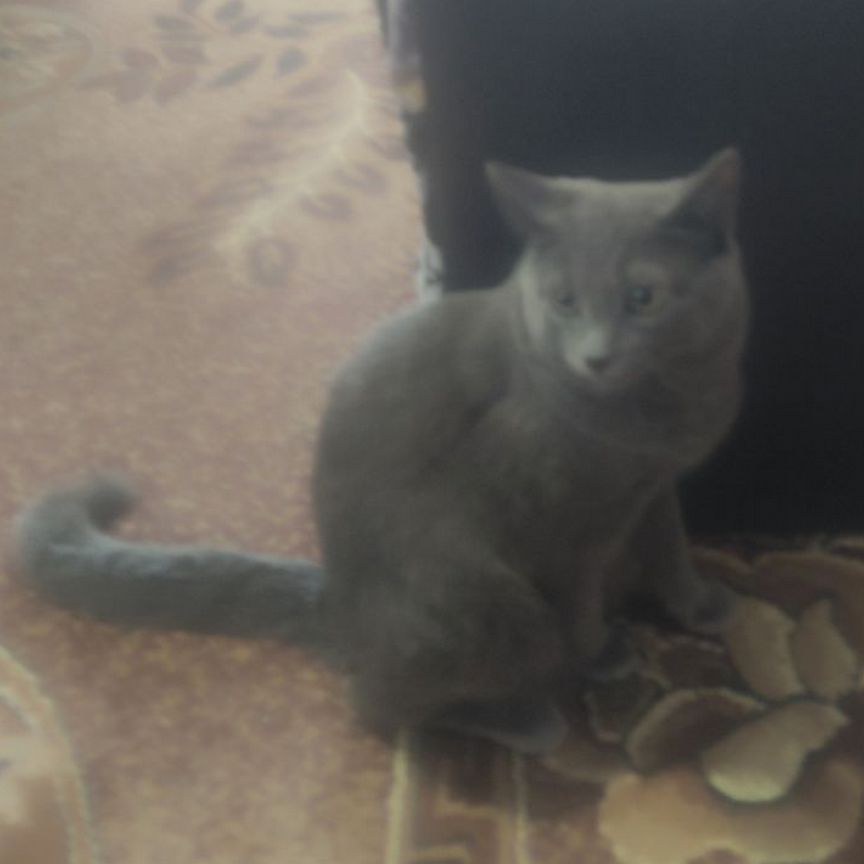 Взрослый кот в добрые руки