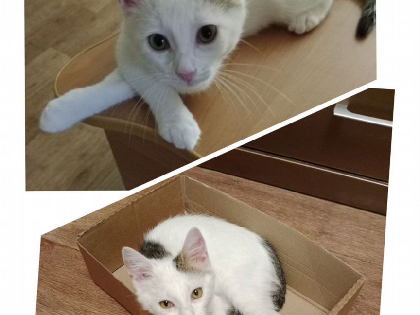 Котенок