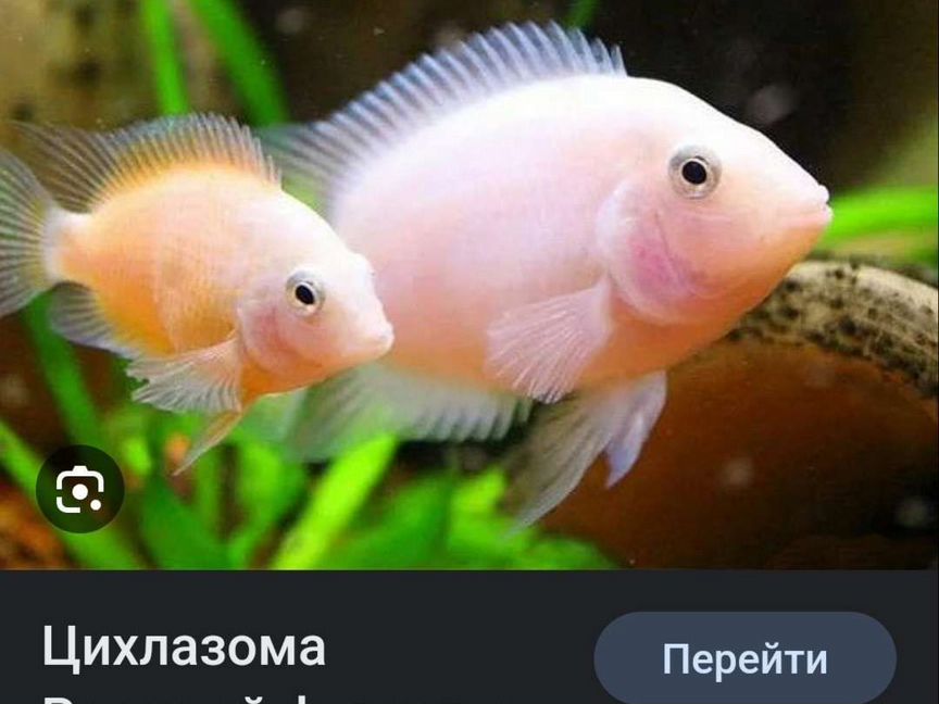 Рыба