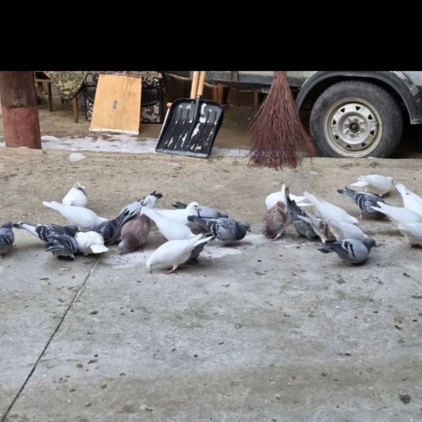 Продажа голубей