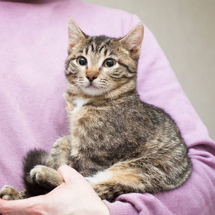Коричневый котёнок в добрые руки