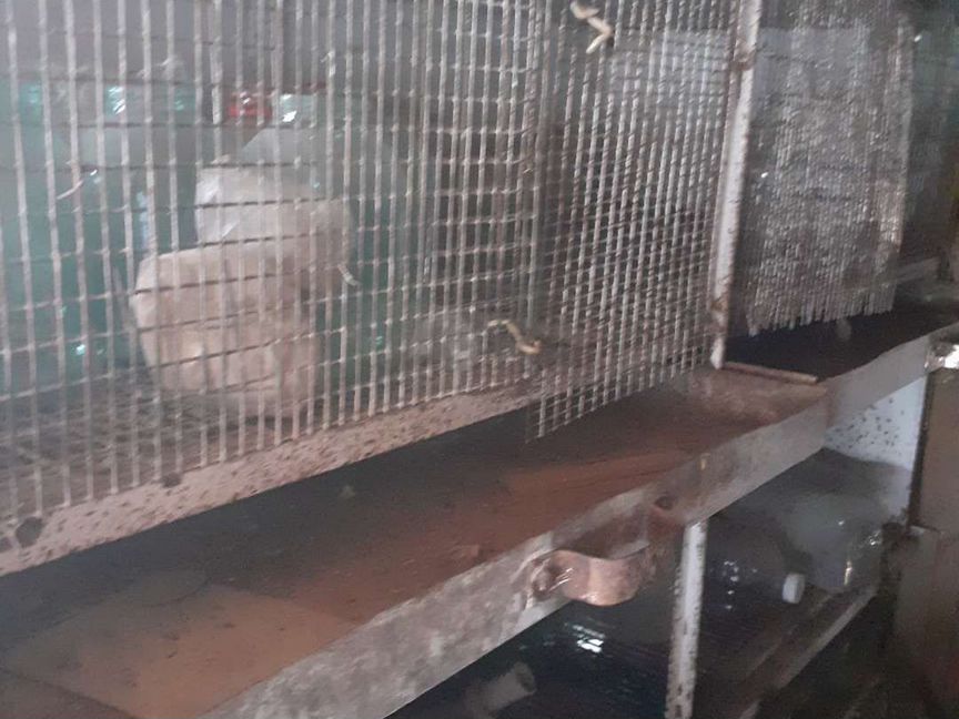 Клетки для нутрий