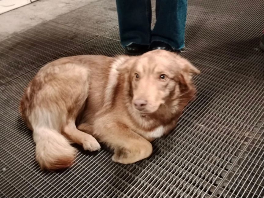 Ретривер найдена