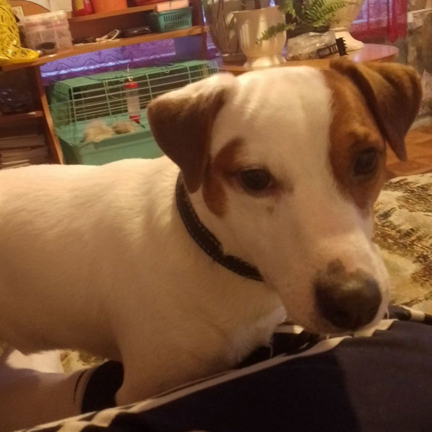 Вязка джек рассел терьер мальчик