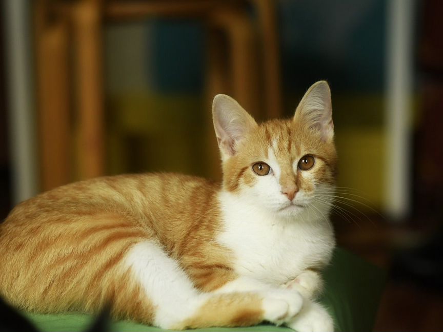 Котенок Абрикос в добрые руки