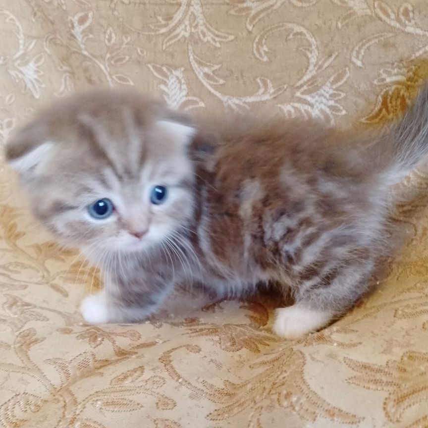 Манчкин котёнок