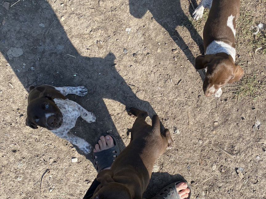 Щенки курцхаара