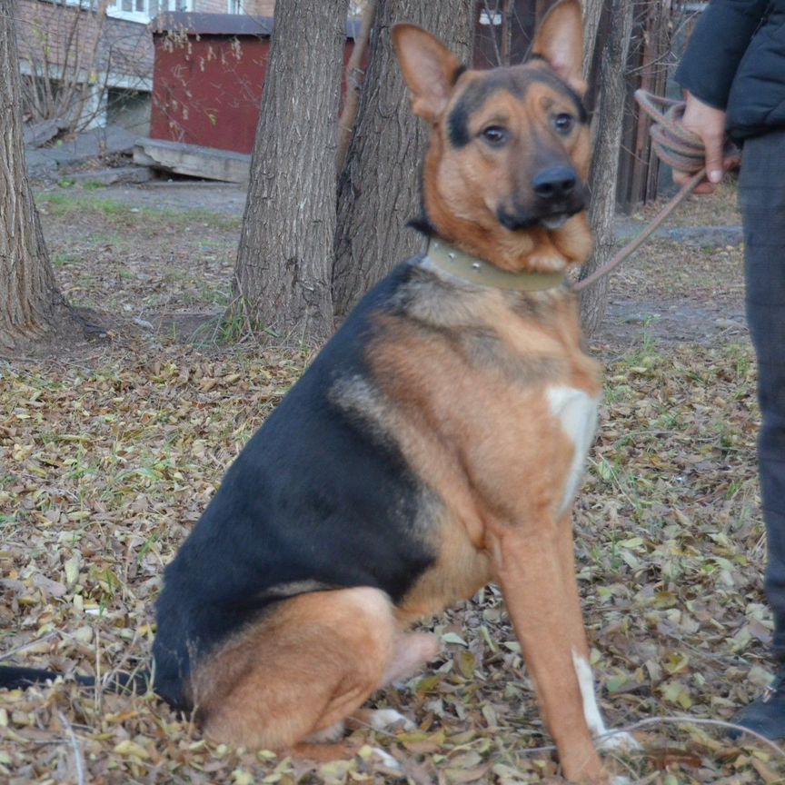 Немецкая овчарка, взрослый пёс