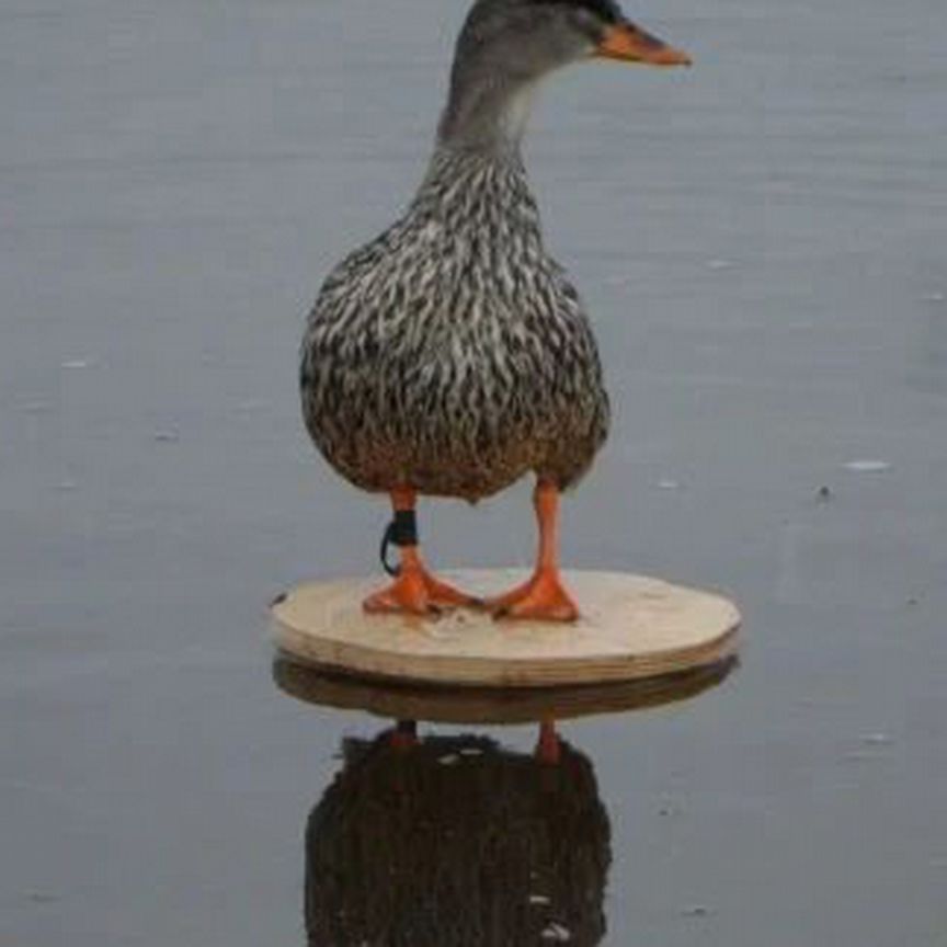 Продам подсадных уток